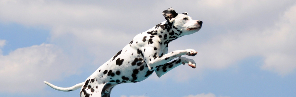 Jump Steady (episode #1435) — from A Way with Words