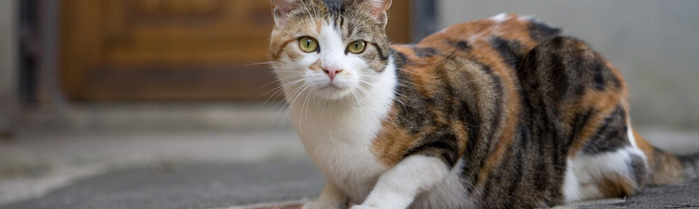 Scat Cat (episode #1434) — from A Way with Words