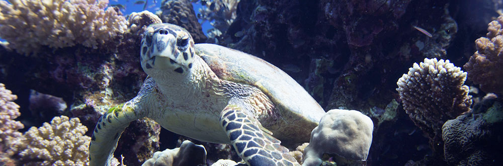 Awkward Turtle — from A Way with Words